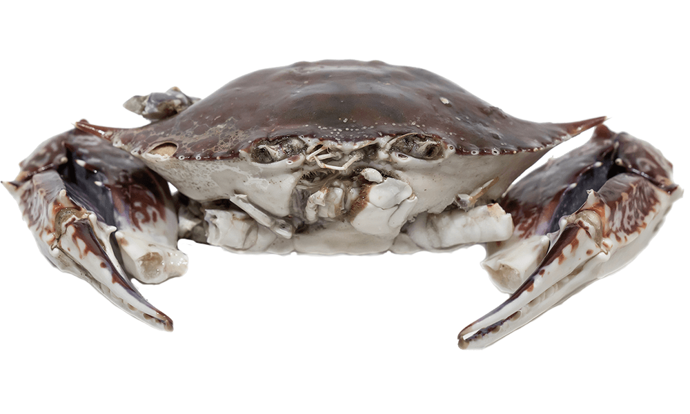 Κατεψυγμένα ψάρια και θαλασσινά | ΝΟΤΟΠΟΥΛΟΣ